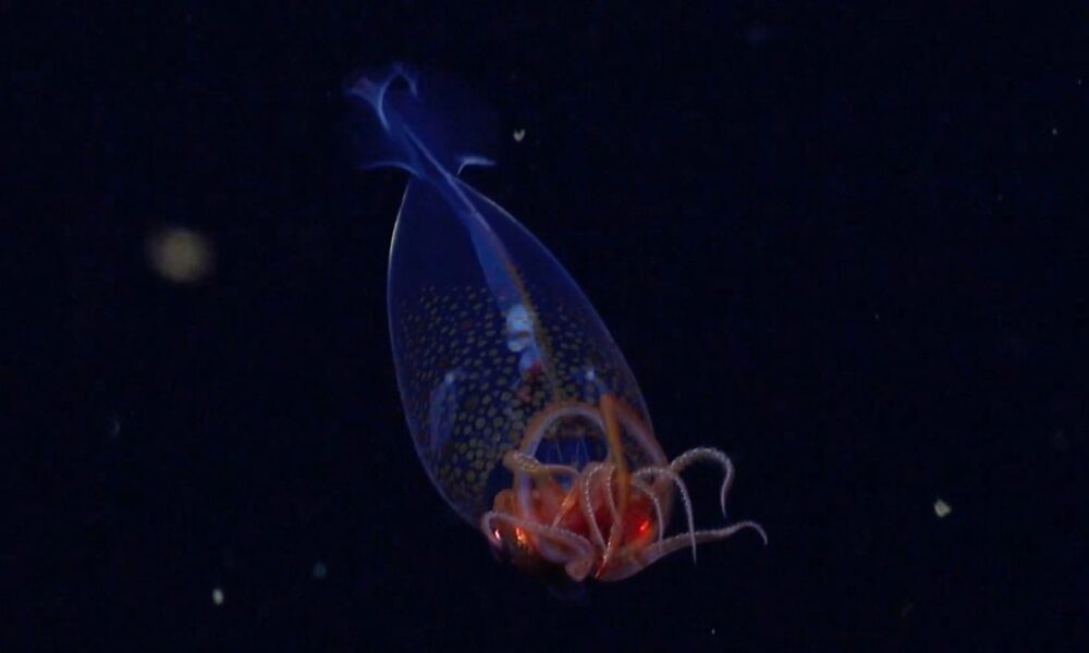 Lula-colossal é filmada viva pela primeira vez no Oceano Antártico ...